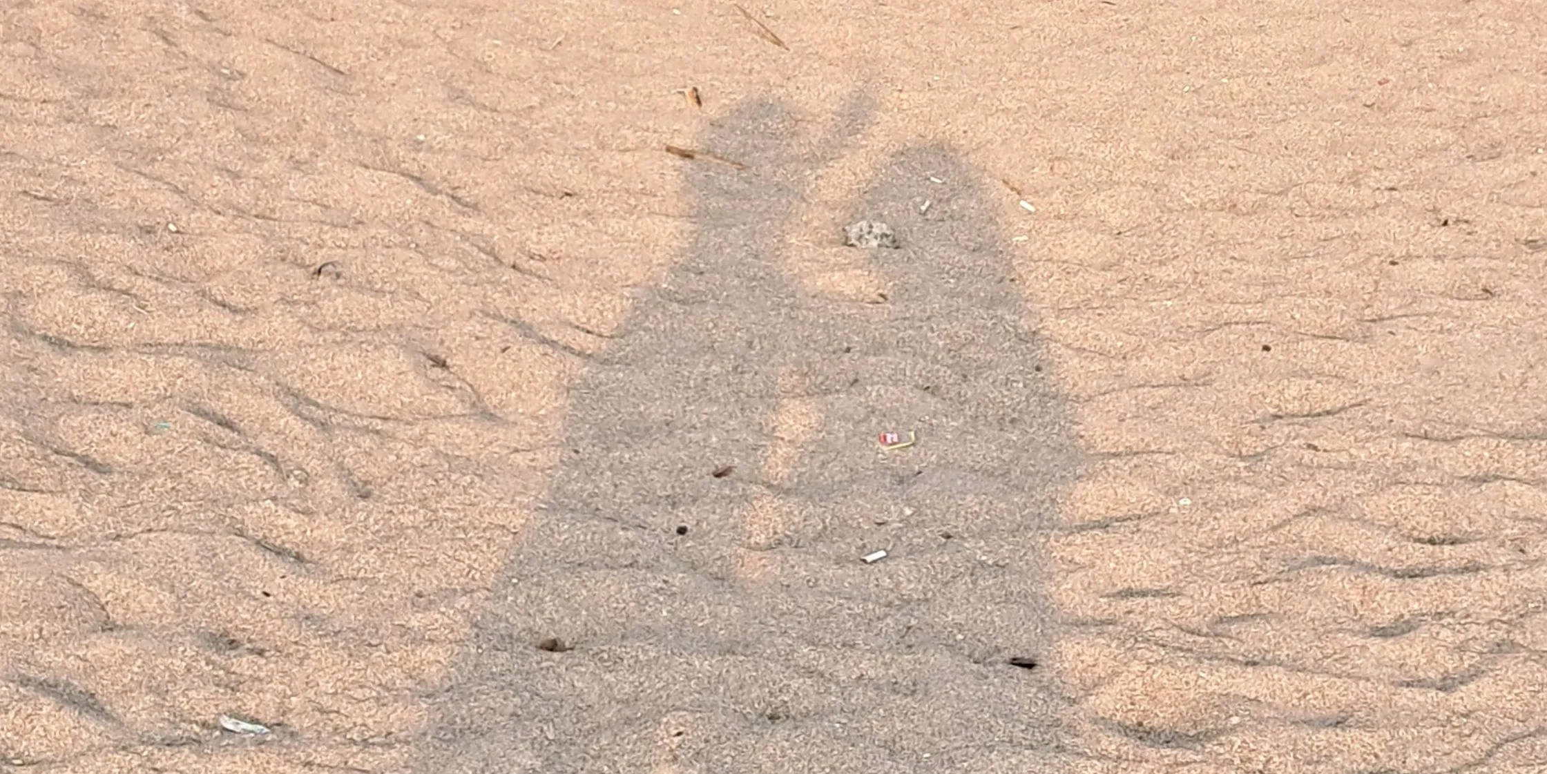 The Emotional Support Alien Was Actually Me